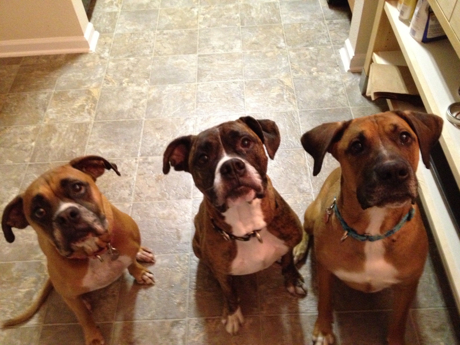 Second Chance Boxer Rescue Florida