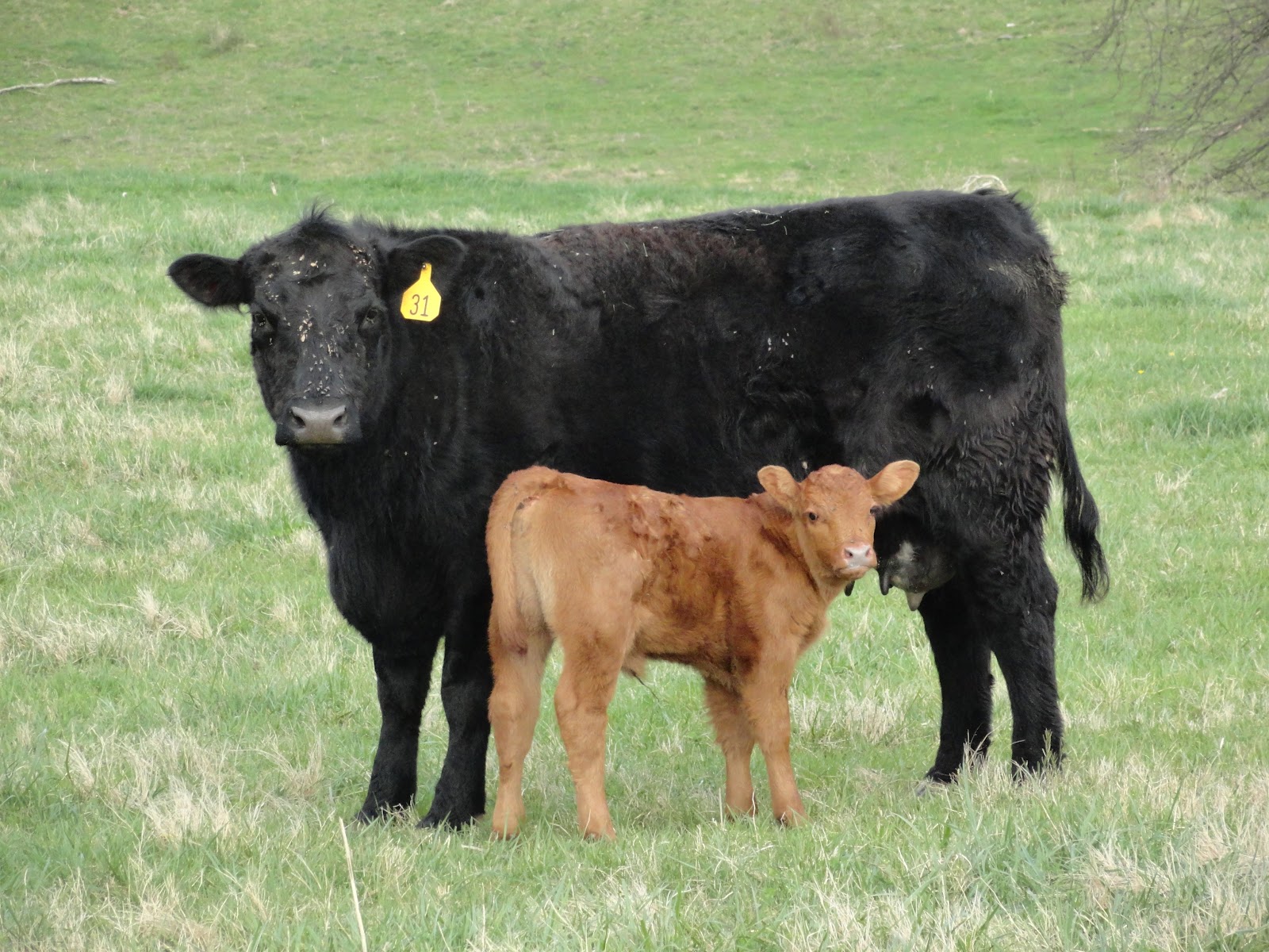 Quiggins Chiangus: Calf Photographs