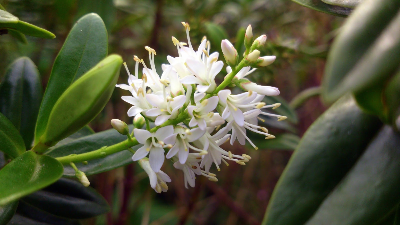 Vademecum Interesting Plants: Ligustrum vulgare - Ligustr pospolity ...