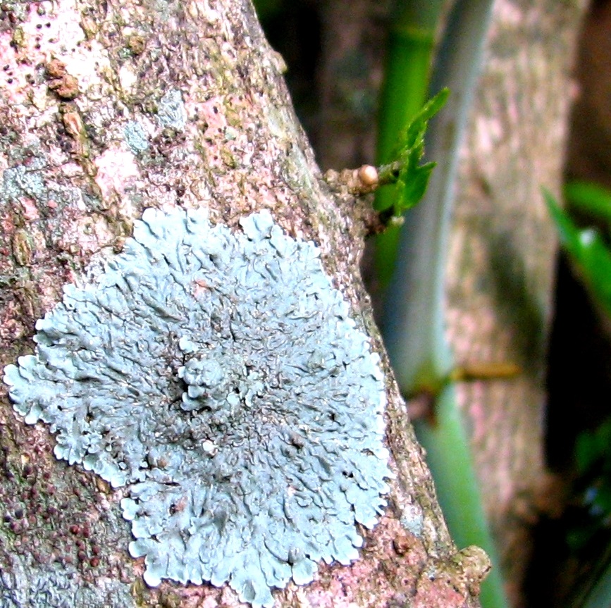 "Verdade//aspas" : 👪 Parmeliaceae (Flavoparmelia caperata)
