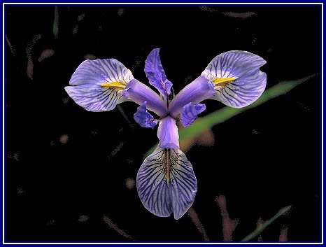 The beautiful building: 10 Beautiful But Rare Three-petal Flowers