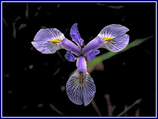 The beautiful building: 10 Beautiful But Rare Three-petal Flowers