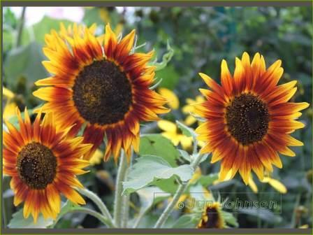 The Glorious Sunflower - the Fourth Sister in a Native American Garden