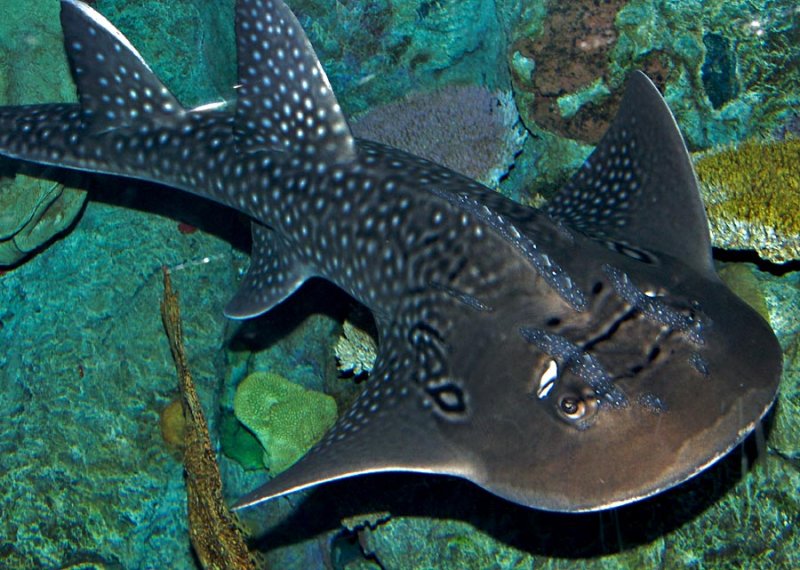 Guitarfish lives under sea