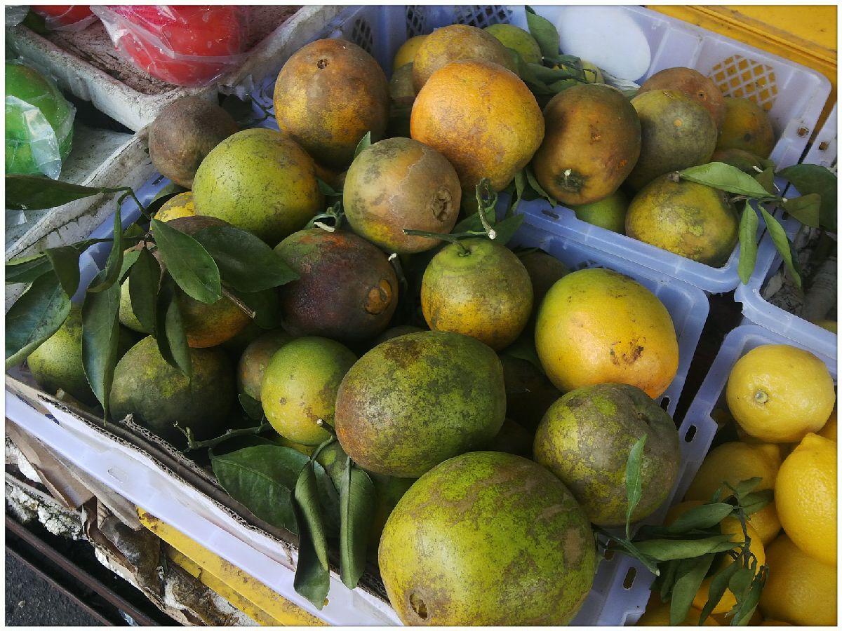 mrkumai.blogspot.com: Limau Cameron Highlands ke?