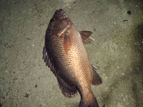 My Sweet Home: Saya baru kenal Ikan Kaci