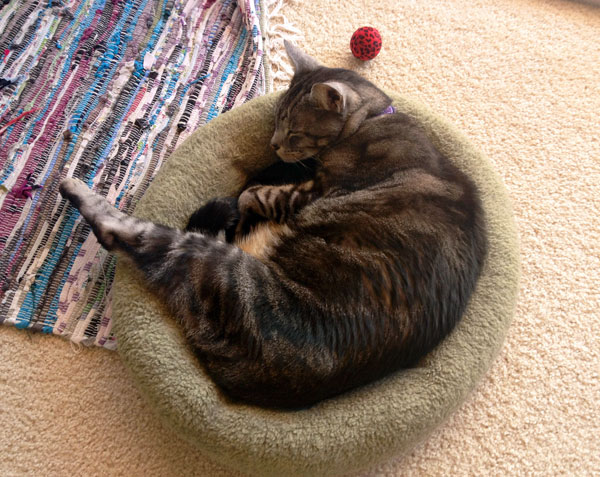 Your Daily Cute: Two Cats Tuesday: Pimp Puts His Best Foot Forward