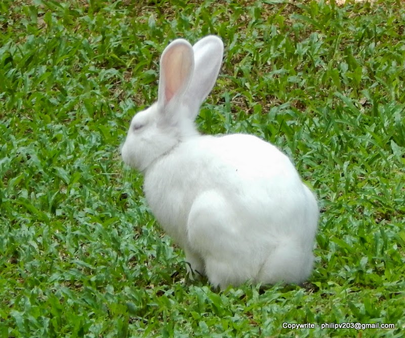 Images of Sri Lanka on blogspot.com: A bonny pet rabbit in the garden ...