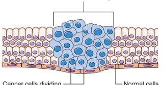 #31 Control of cell division, Stem cell, Haploid and Diploid cells ...