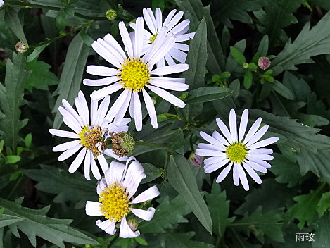 雨玹: 馬蘭(雞兒腸)/Field Aster