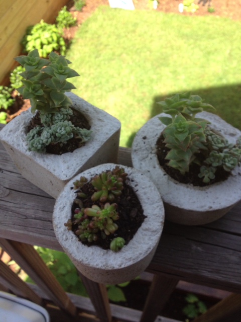 Viva Cindy: DIY: Cement Planters