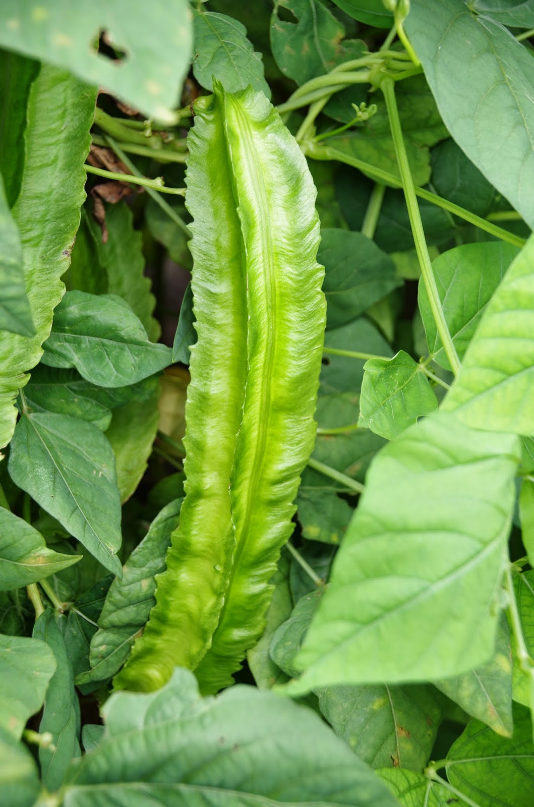 Trees and Plants: Four angled bean