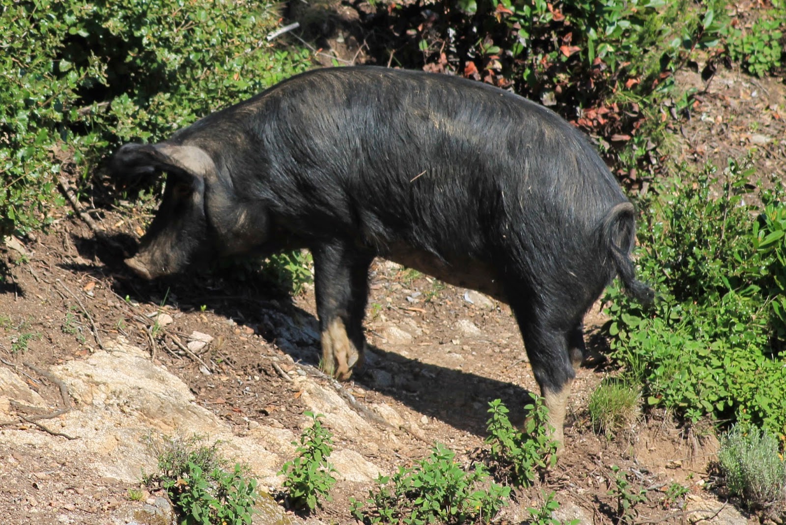 Quels cochons mangerons-nous demain ?: A propos du porc en Corse.