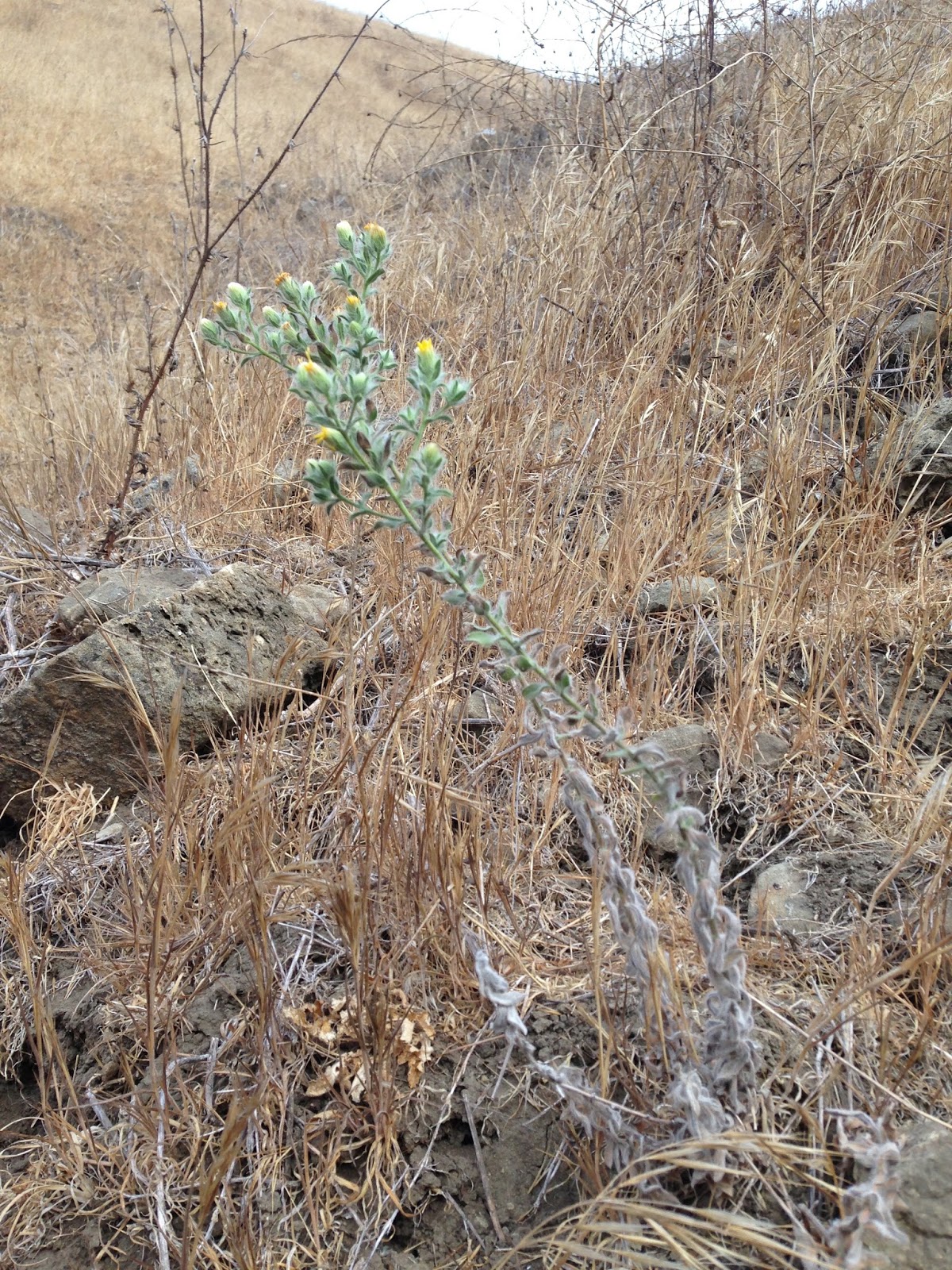 The Illustrated Plant Nut: Stinkwort, Stinkweed, a stinky weed by any name