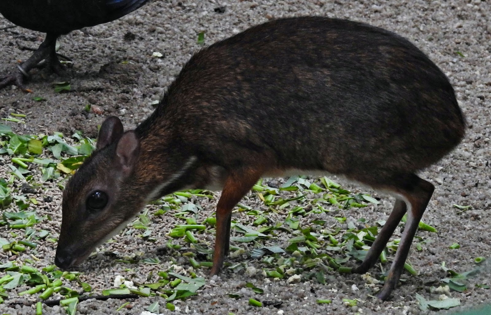 BIRDWALKERMONDAY: 28-11-2016 JURONG, SINGAPORE - LESSER ORIENTAL ...