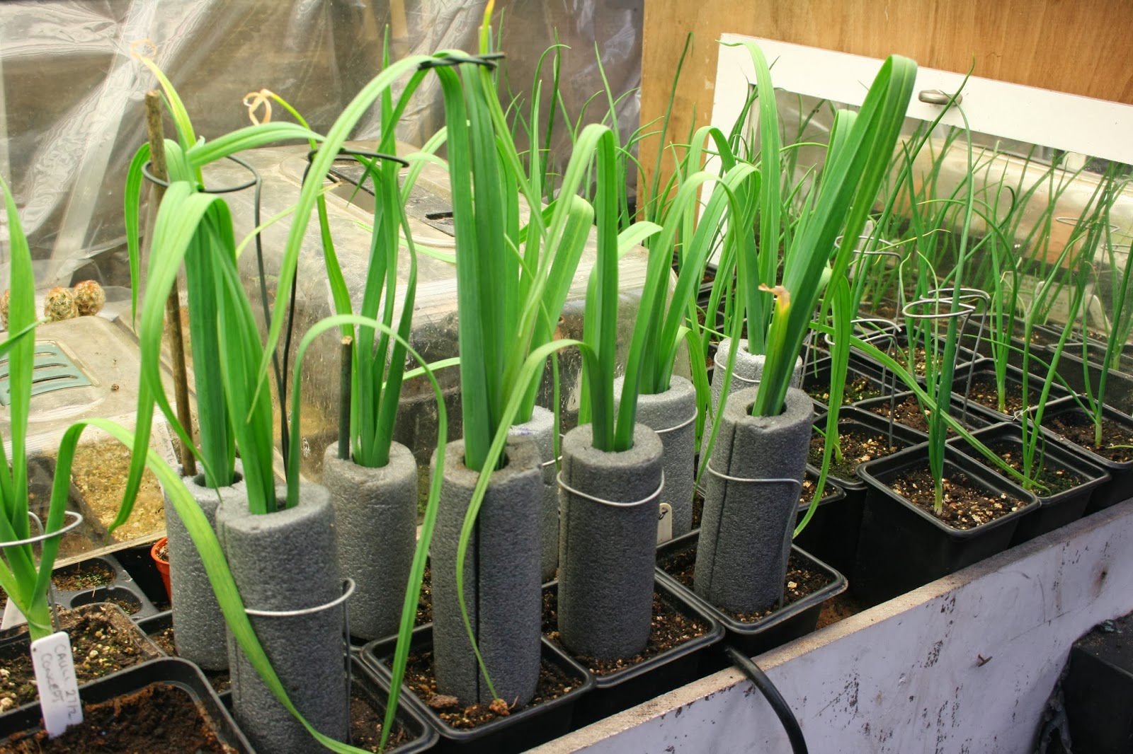 Growing for Showing : Leeks- collar 'em!