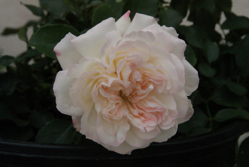 Organic Garden Dreams: December Roses