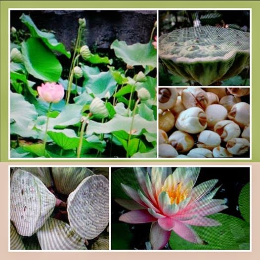 Serenemaklong: Khasiat Pokok Teratai