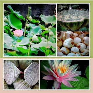 Serenemaklong: Khasiat Pokok Teratai