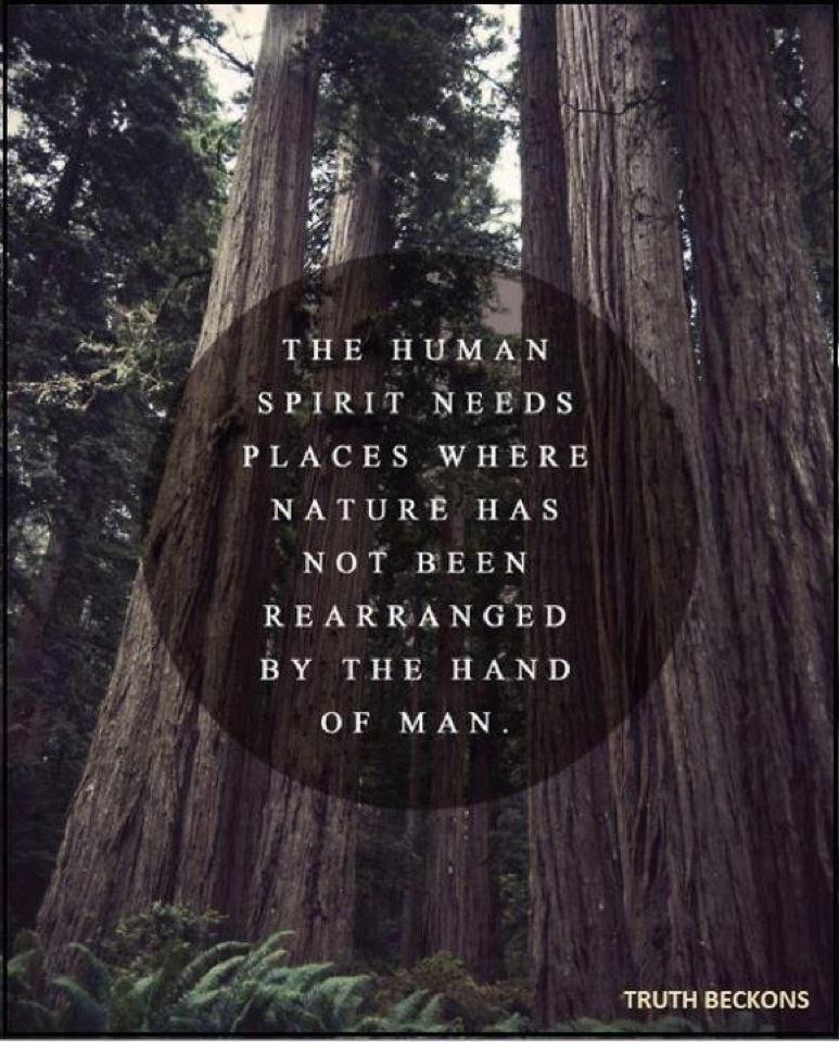 Weedpicker s Journal We Need Trees weedpicker-s-journal-we-need-trees