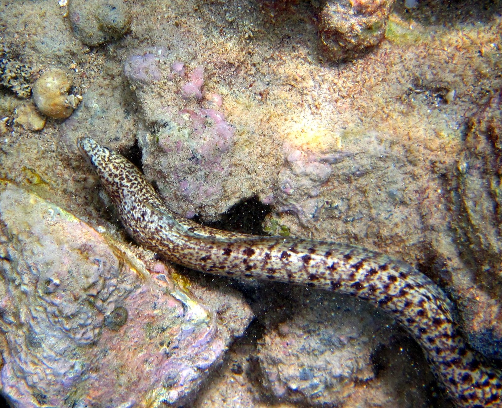 Kona Snorkeling, Fish Watching and Other Adventures: Stout Moray Eel ...