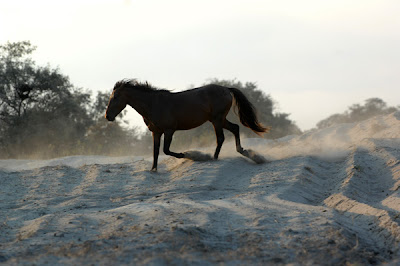 CRISTIAN NISTOR: CAI SALBATICI PE DUNELE DE NISIP IN DELTA DUNARII