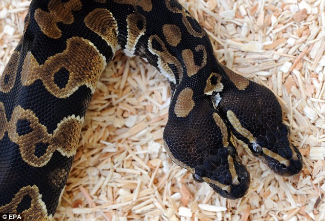 Worlds Largest Two Headed Python - Pictures