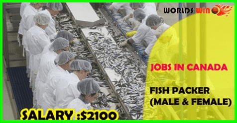 Fish Packer Vacancy In Canada | Apply Now