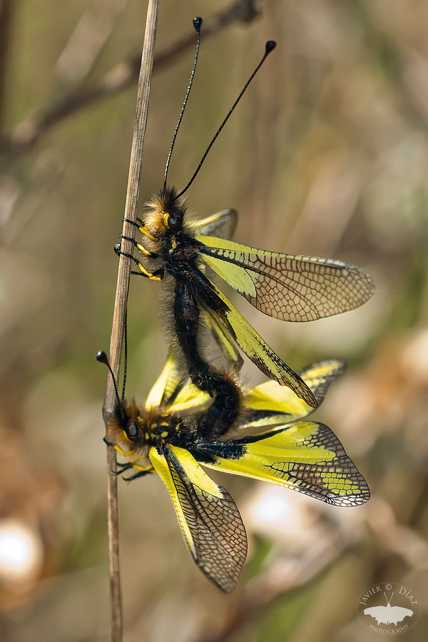Bichos y plantas de León: Ascálafos / libeloides
