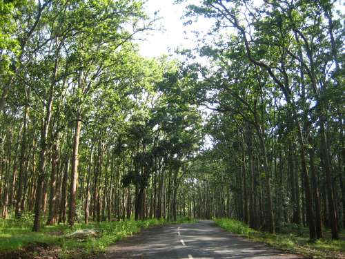 India-Archives (भारतीय अभिलेखागार): Netarhat