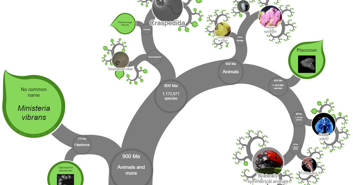The Interactive Map of Life