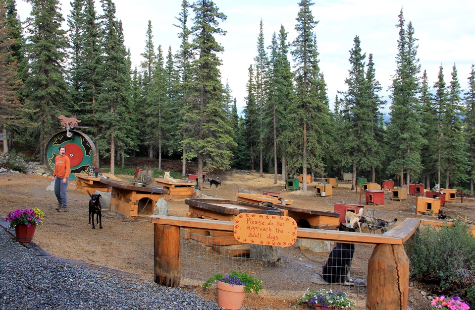 Joy of Discovery: Jeff King's Husky Homestead, part II
