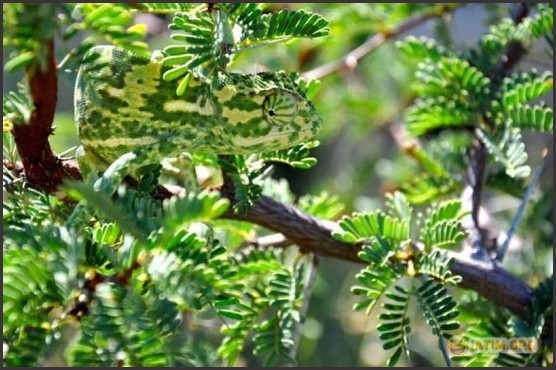 Kamuflase dan Mimikri di Dunia Binatang