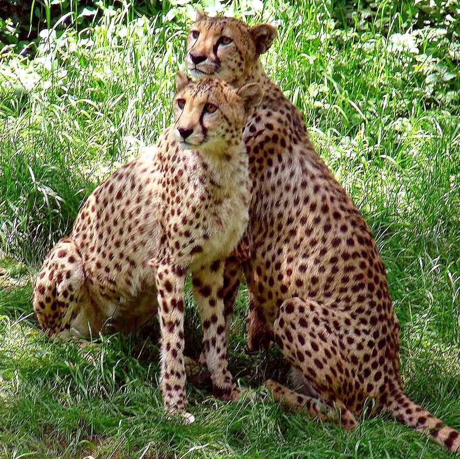 Animale de prada: June 2014