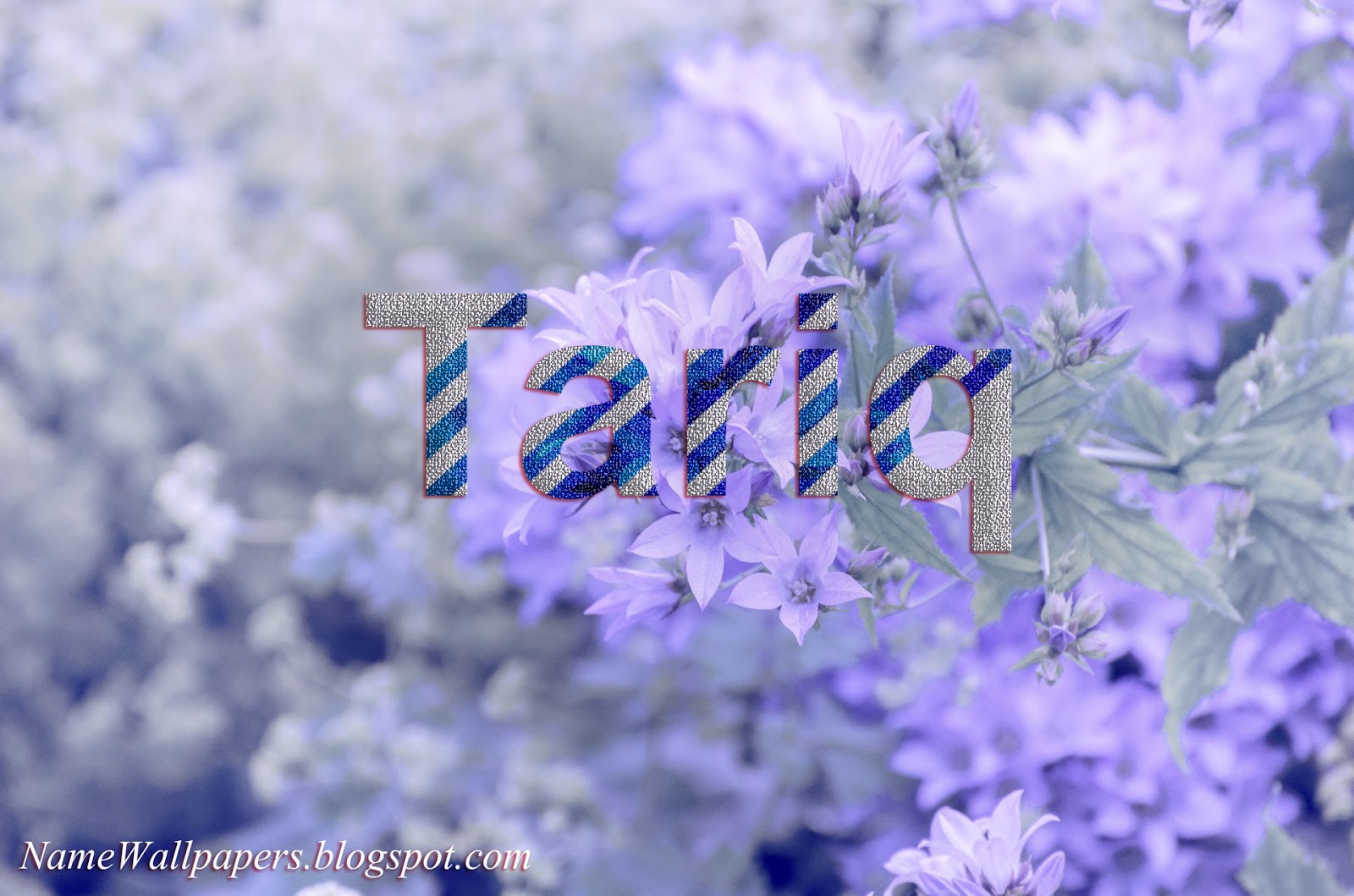 Tariq Name Wallpapers Tariq ~ Name Wallpaper Urdu Name Meaning Name ...