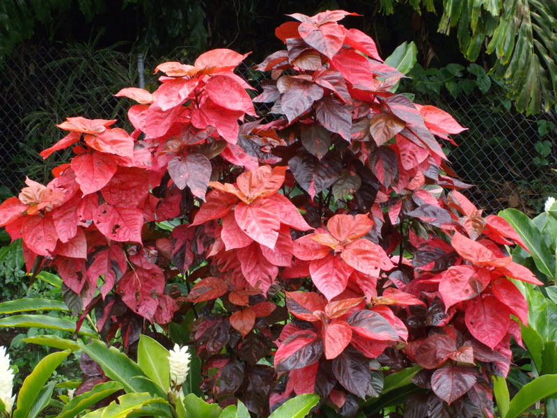 Ceylon Firedragon - Acalypha wilkesiana