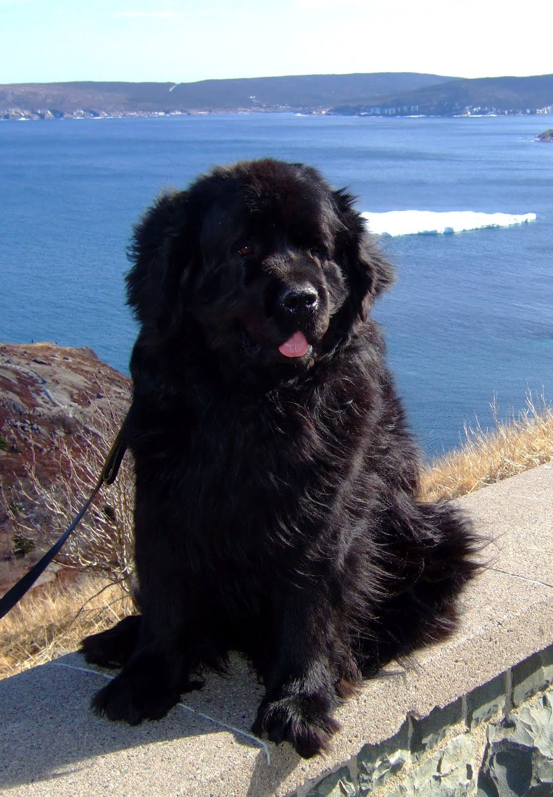 PHOTOS2PLEASEU: NEWFOUNDLAND DOG