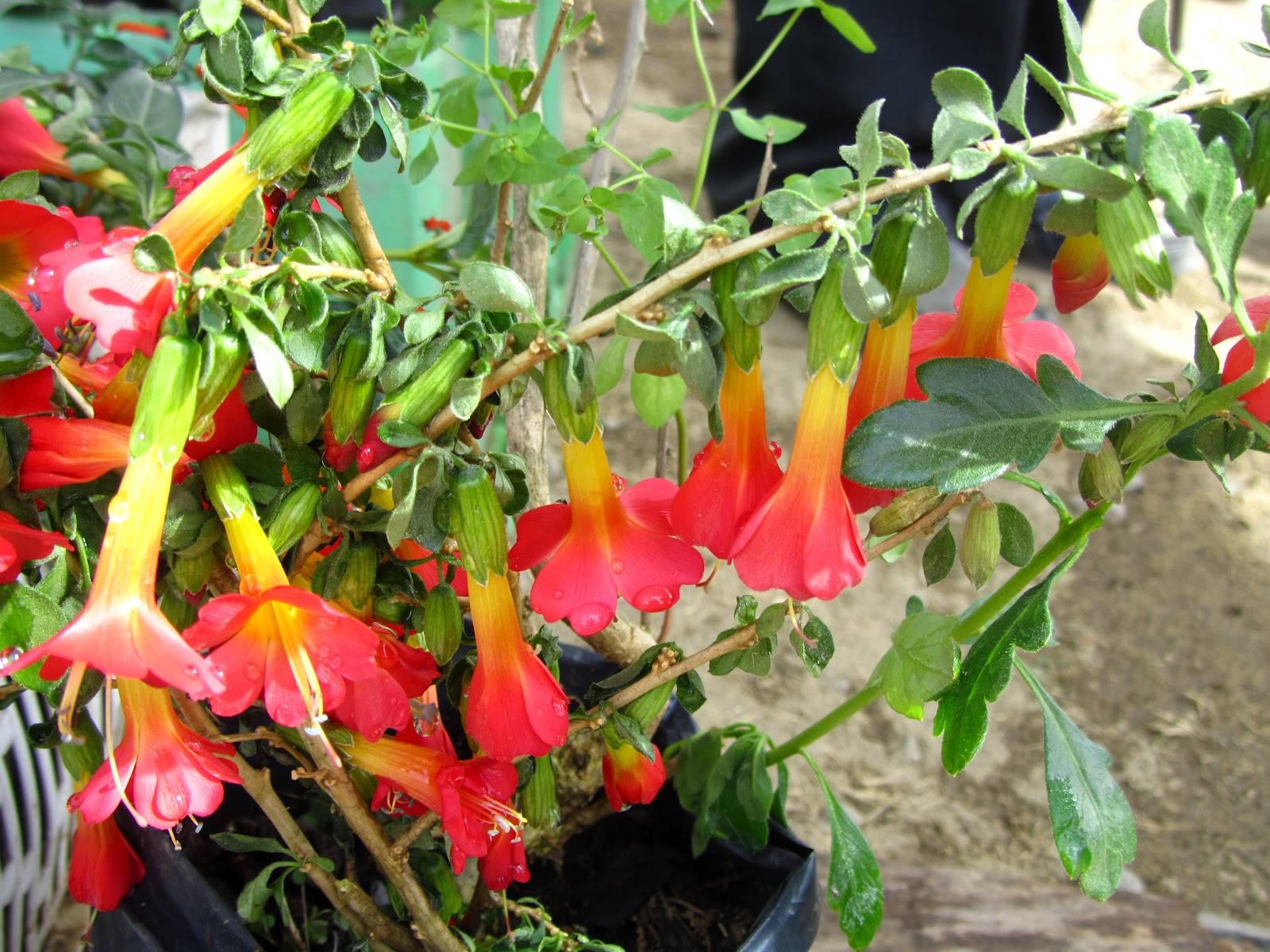 Nini Putija Ukas: 2013-01-20