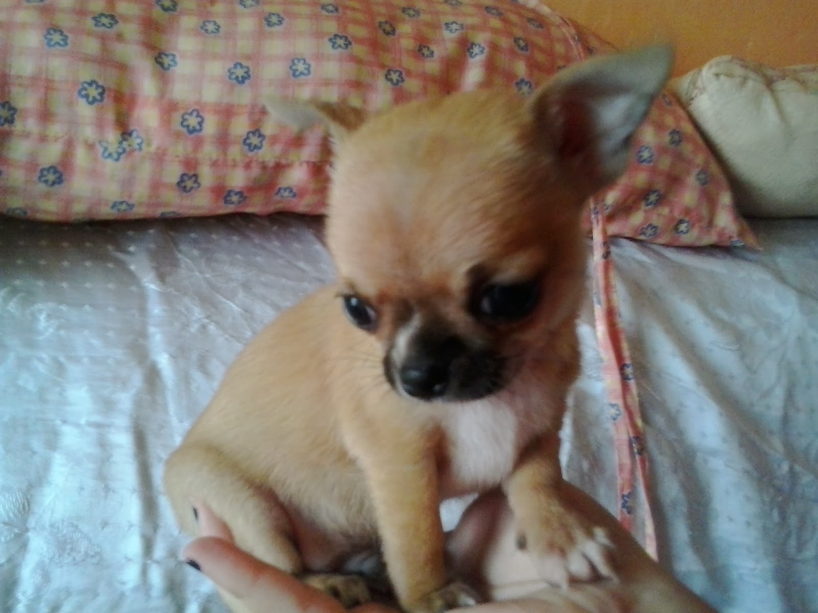 Chihuahuas Legend Passion: Chihuahuas mini toy