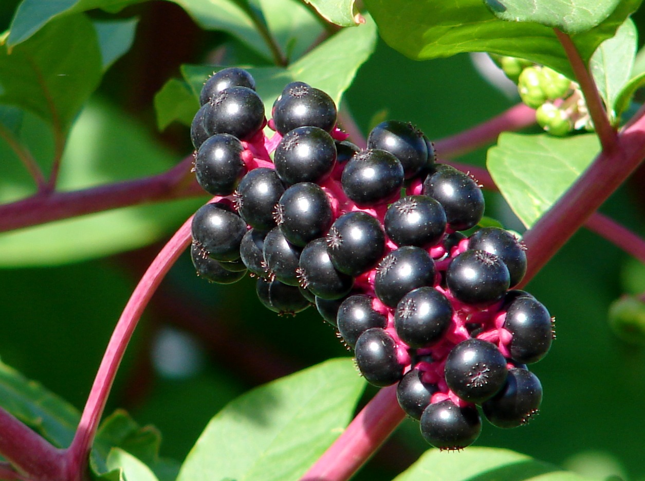 BREATHTAKING: Pokeberry and Echium Blooms