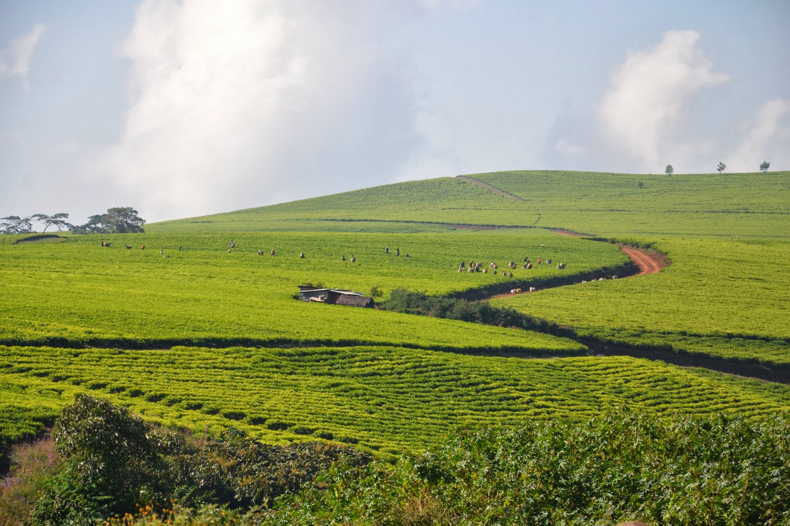 on the road again: Sortie de travail pratique "vache laitière" à ...
