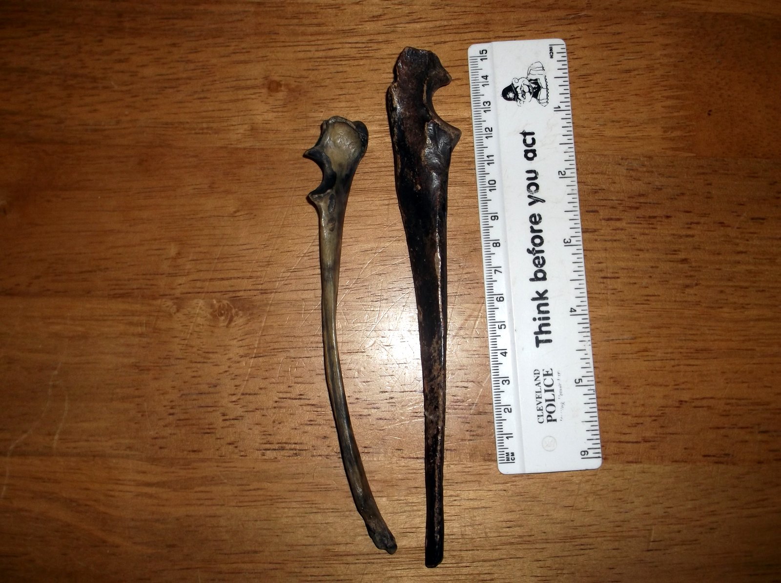 HISTORY OF A BECK: Prehistoric Dog and Wolf ? ulna's and possibl flint ...