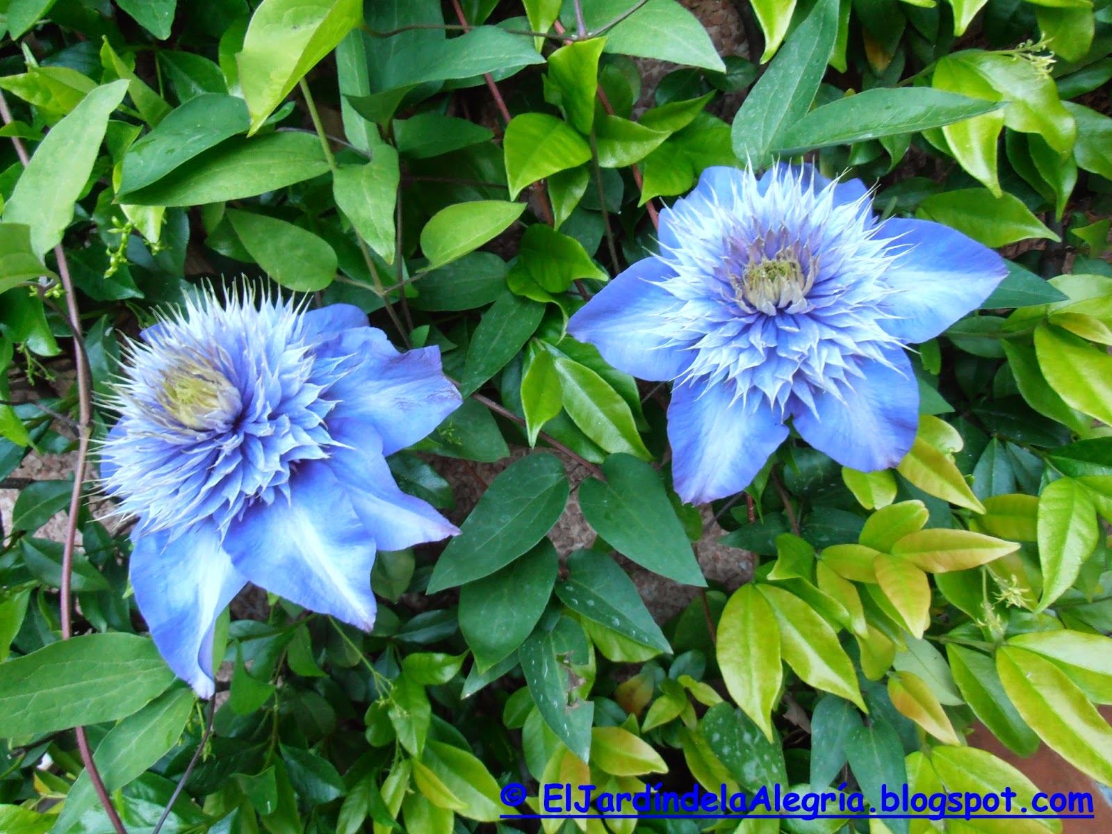 El jardín de la alegría : Grupos de Clemátides (Clematis) y su poda.