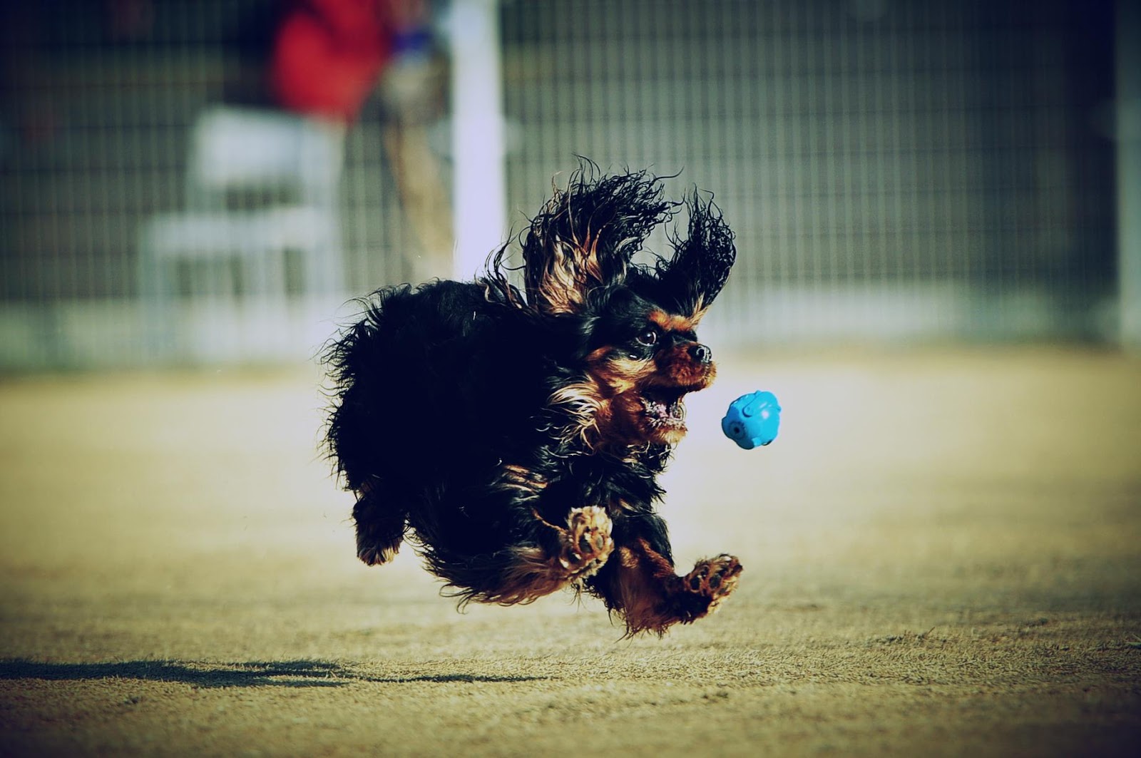 Come on Feet!!: Fetch