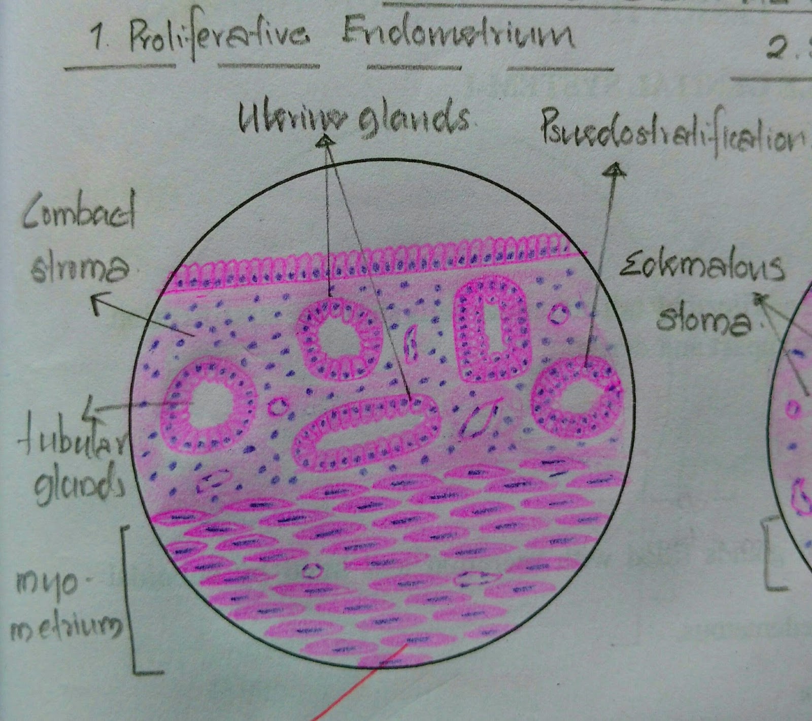 Histopathology Drawings: Proliferative Endometrium