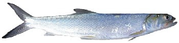 PEIXE UBARANA (Elops saurus)