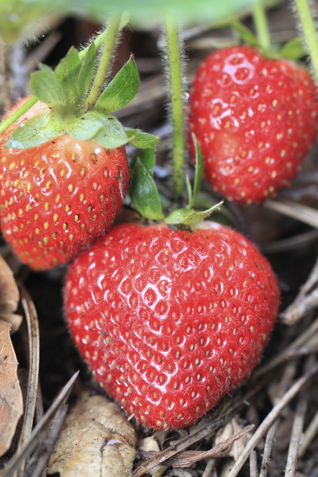 Epicurean Mom: {Pretty in Pink} Fresh Strawberry Cupcakes with ...