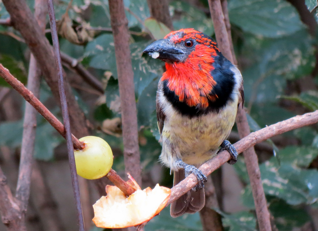 Ons geveerde vriende / Our feathered friends: February 2016