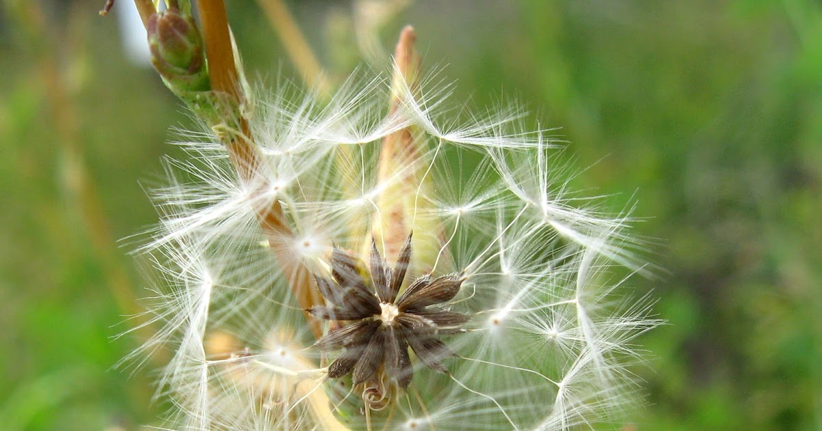 Dragonfly Wars: What's Fibonacci?