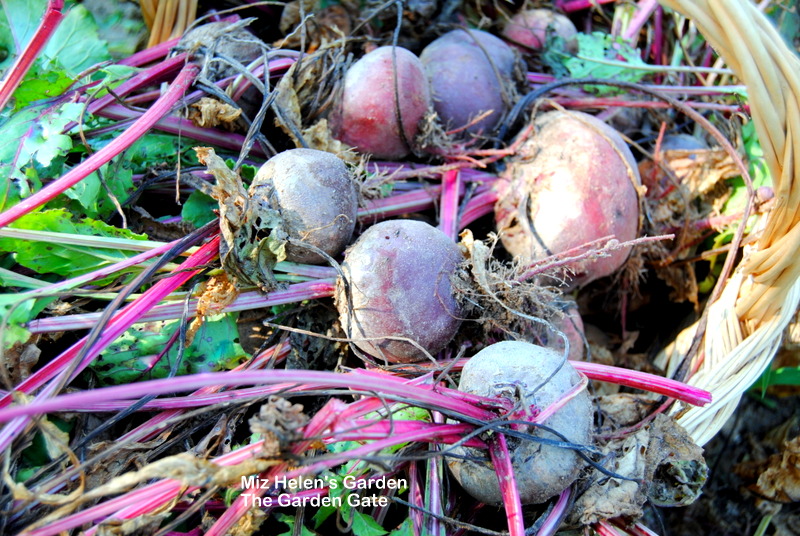 Garden to Table Roasted Beets